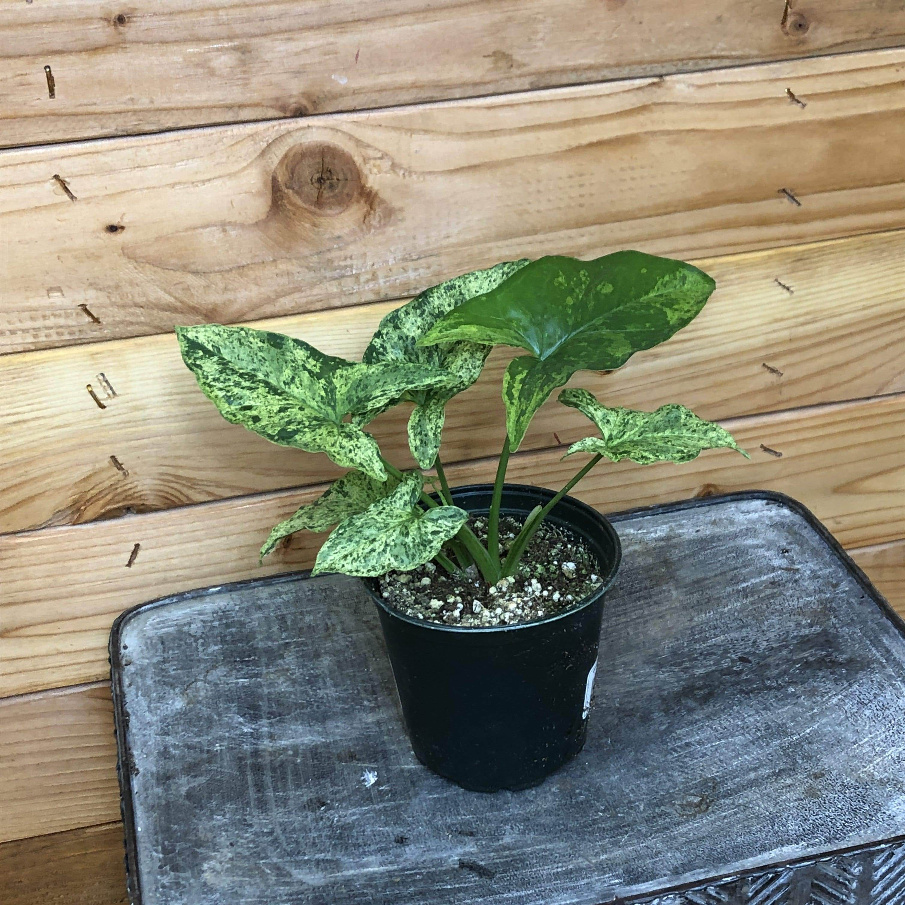 Syngonium Podophyllum Mottled, 4" Plant - Walmart.com