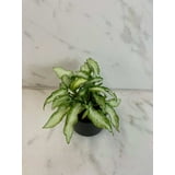 Syngonium Podophyllum 'Three Kings', 2" Plant, The Plant Farm - Walmart.com