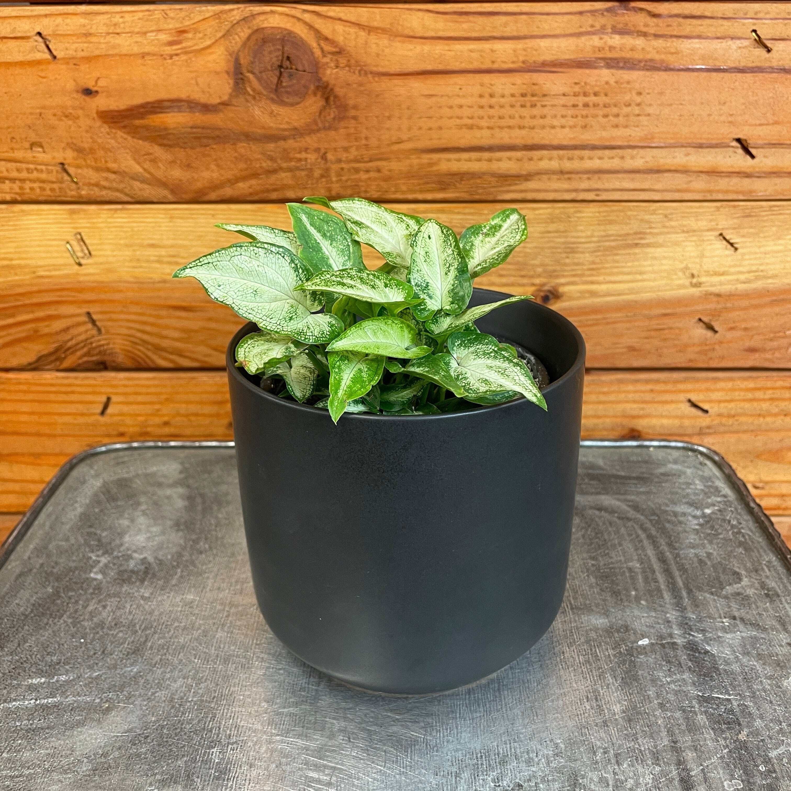 Syngonium Podophyllum 'Three Kings', 4" Grower Pot, The Plant Farm ...