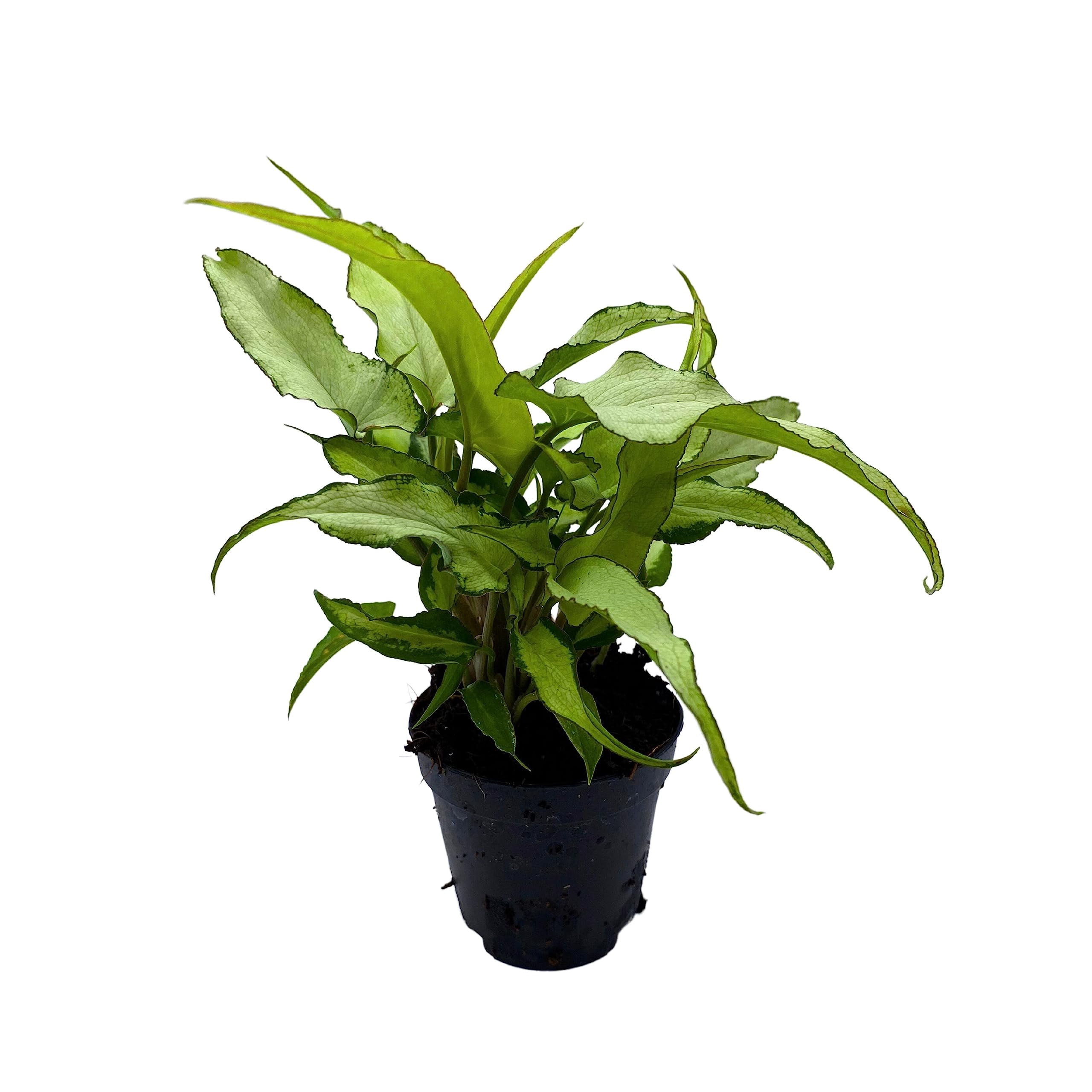 Live Indoor Easy Grow Syngonium Silver Fox Arrowhead Plant in 2 inch ...