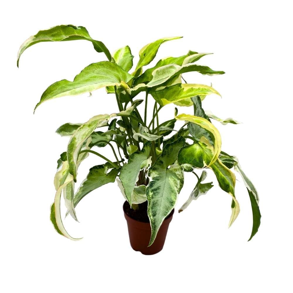 Syngonium Starlite, 2 inch, Podophyllum Arrowhead Plant - Walmart.com