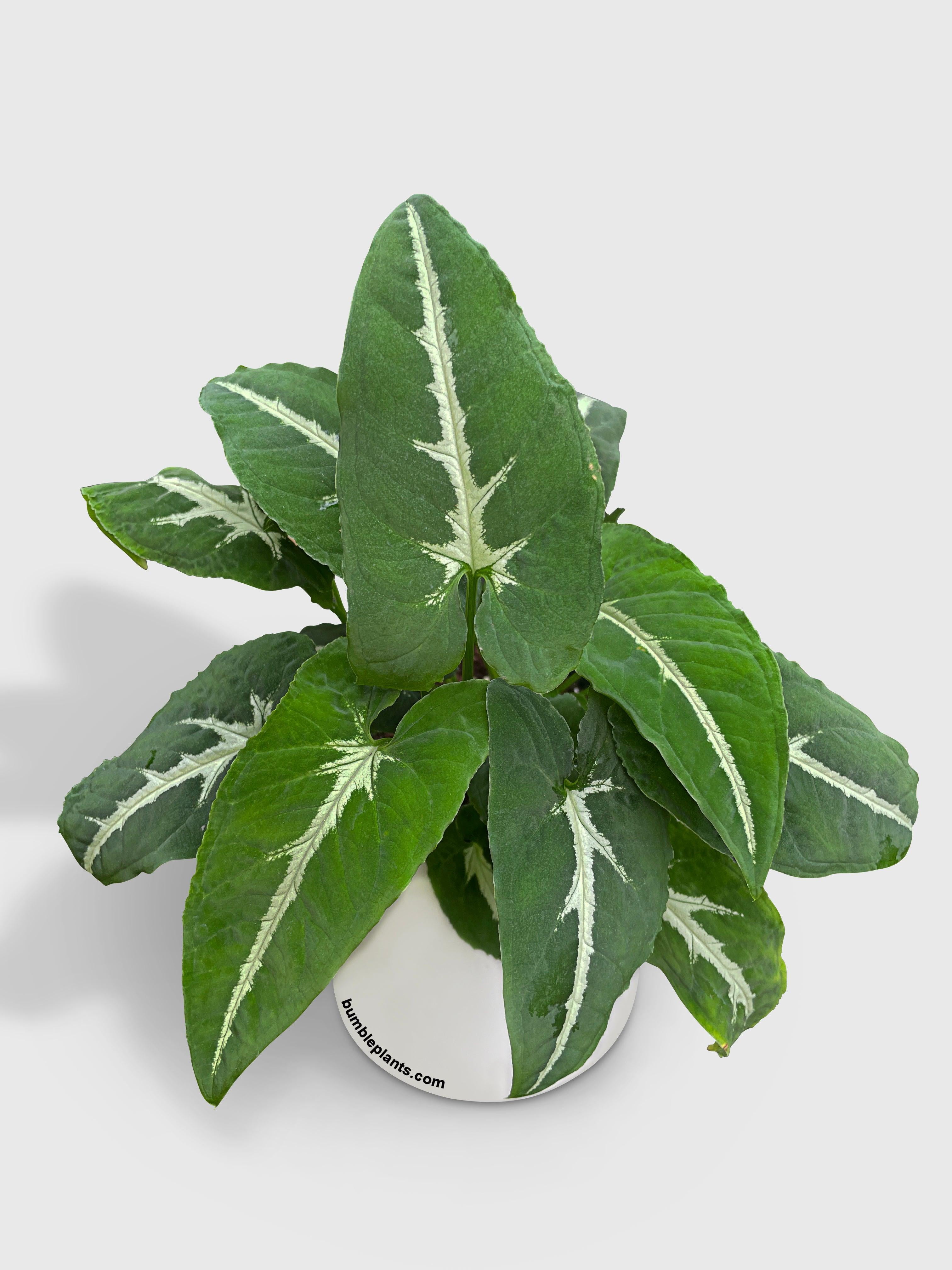 Syngonium Wendlandii 'Silver Goose Foot' - Live Air-Purifying Indoor ...