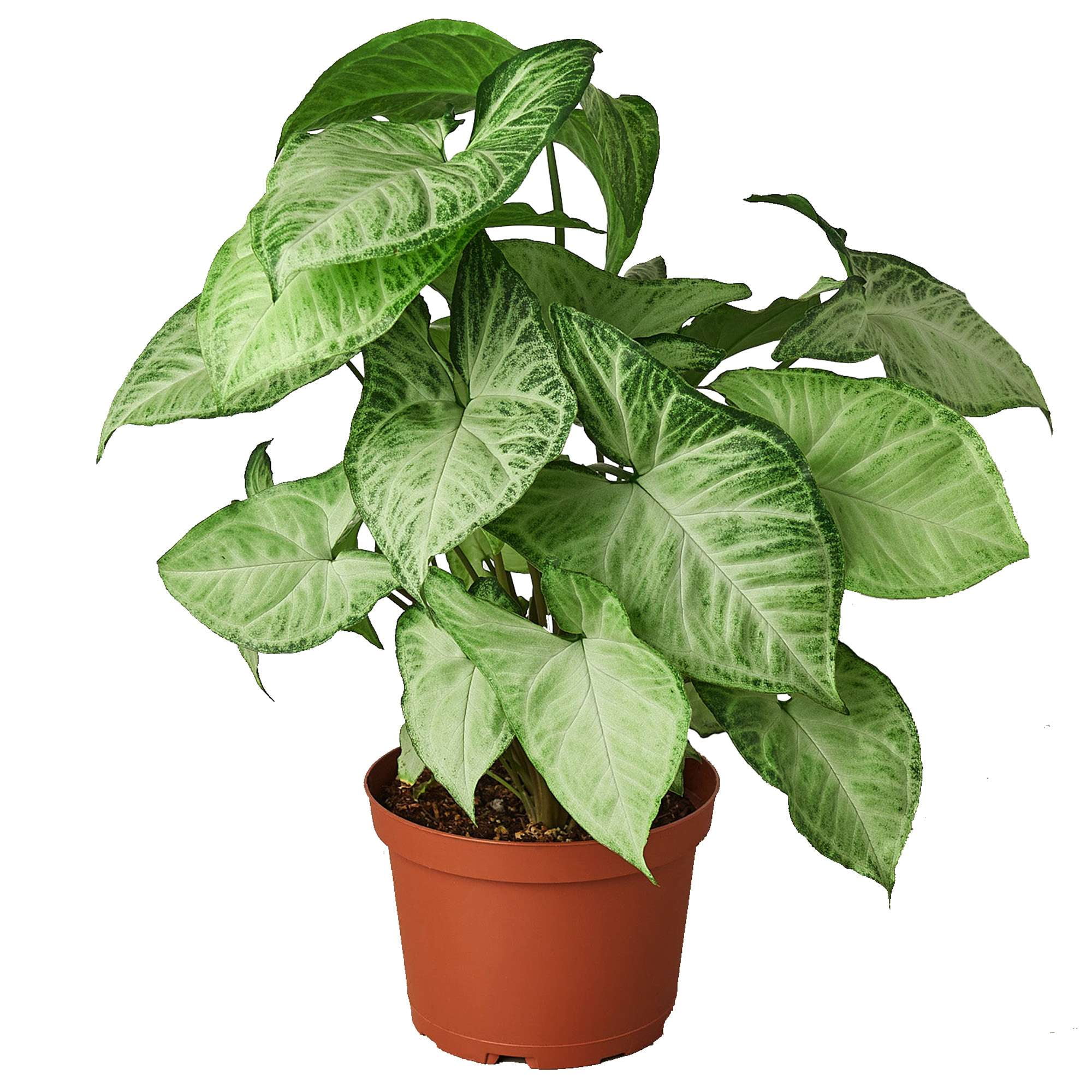 Syngonium White Butterfly Live Plant for Indoor | Different Houseplants ...
