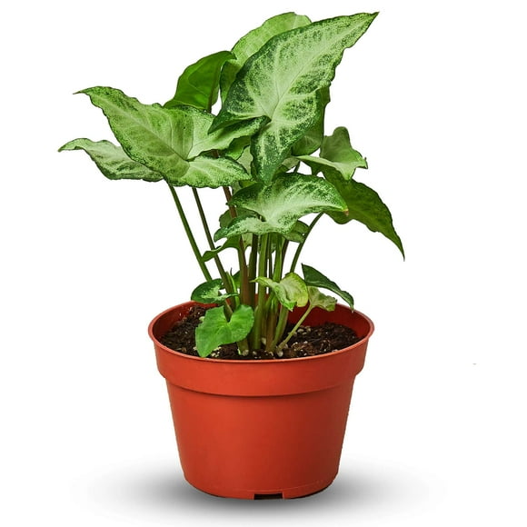 Whirling Butterfly Plant