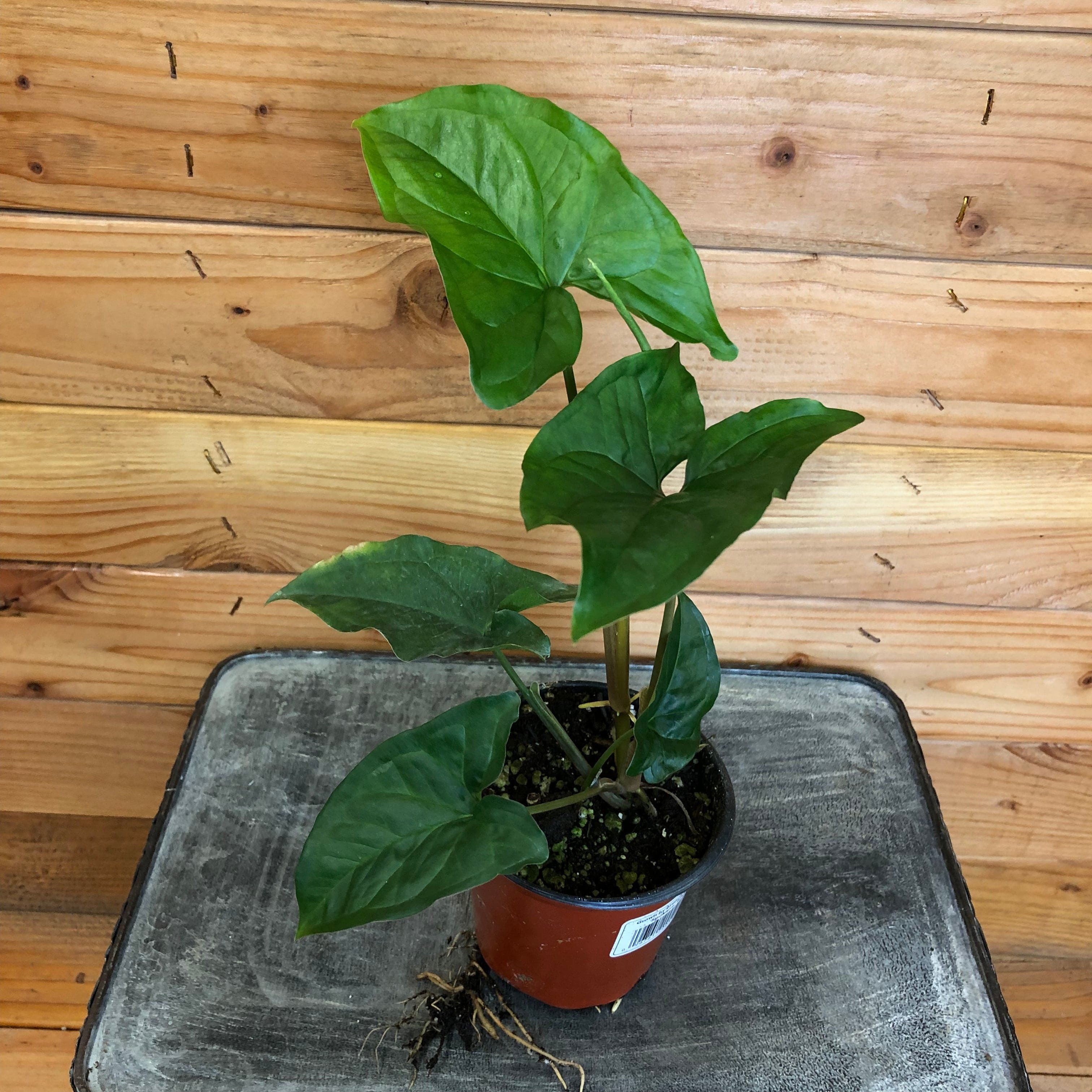 Syngonium podophyllum albo-variegatum Reverted 4" Plant - Walmart.com