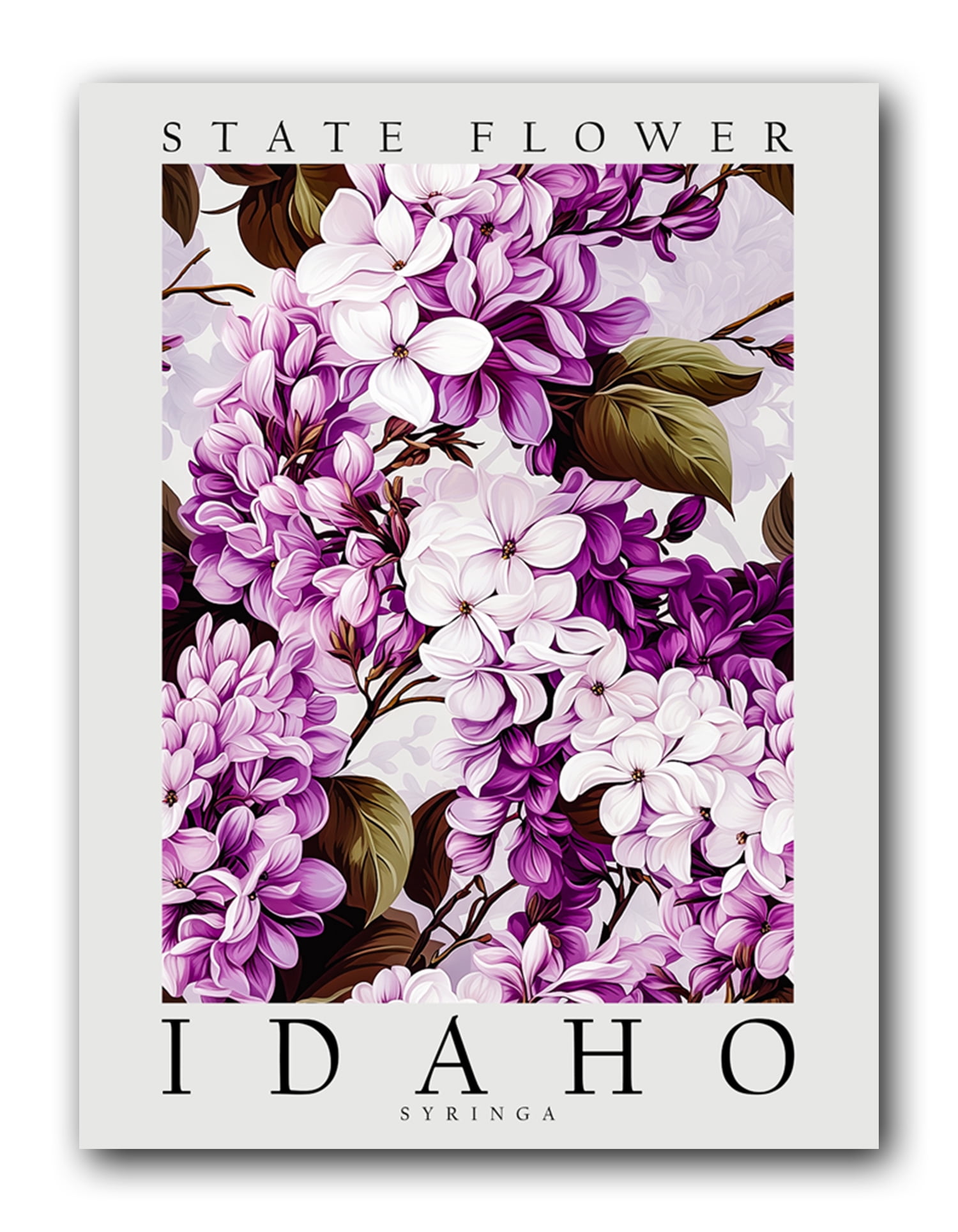 Syringa, The State Flower of Idaho, Poster Print, Wall Décor - Walmart.com