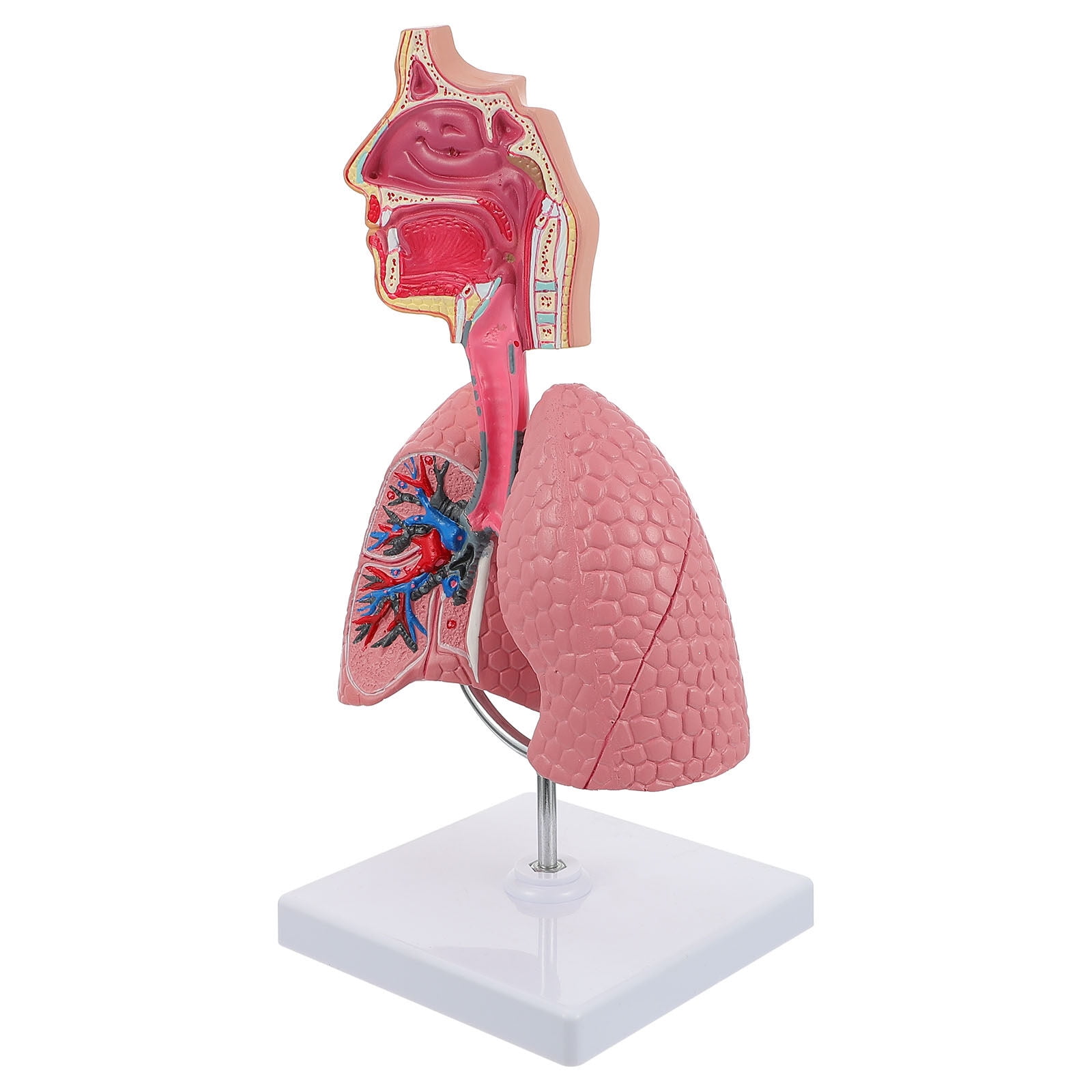 System Respiratory Lung Teaching Model Educational Child - Walmart.com