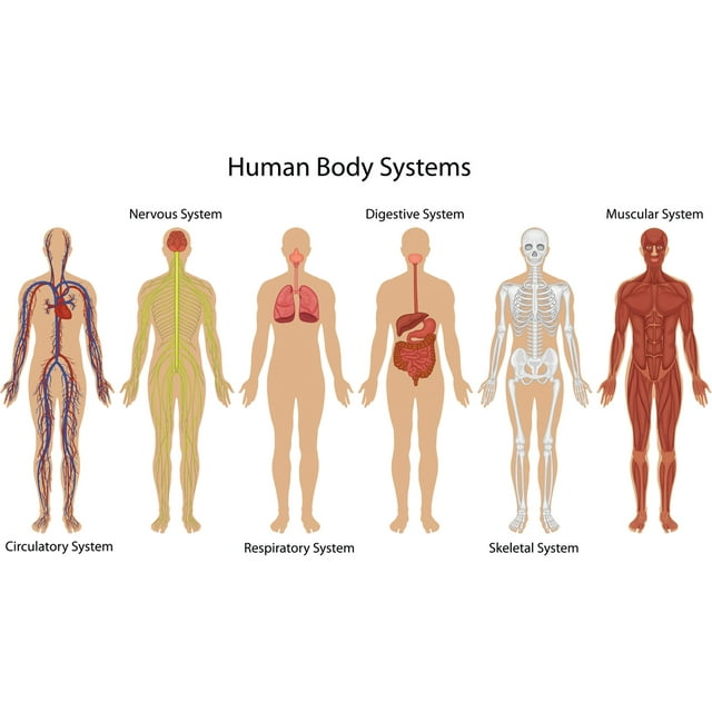Systems Of Human Body Anatomy Chart Illustration Cool Wall Art Print ...