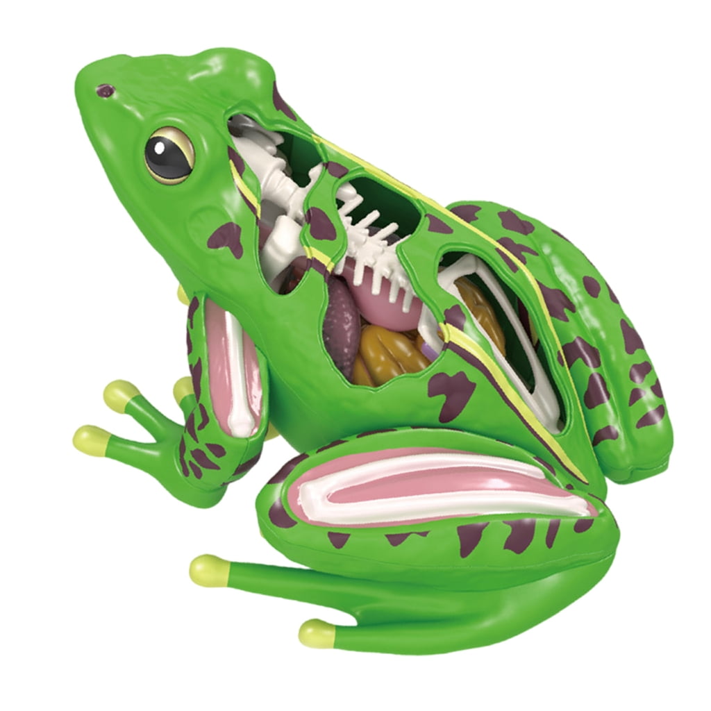 T-HOTLYST Veterinary Frogs Anatomy Skeleton Models Biology Teaching ...