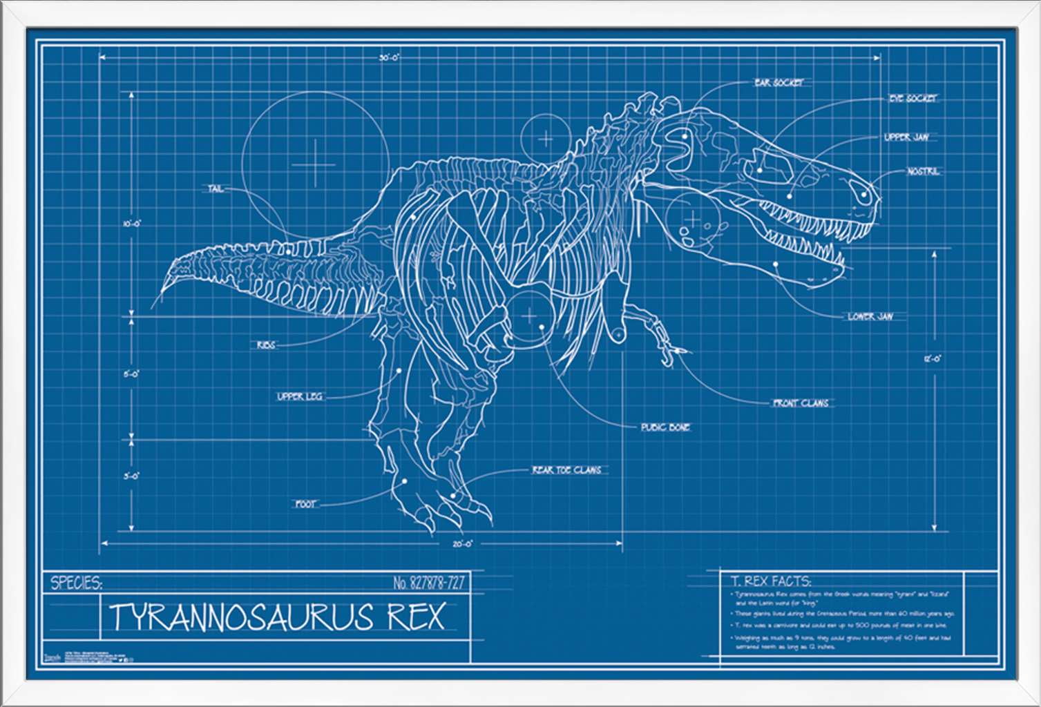 T-Rex - Blueprint Illustration Wall Poster, 22.375" x 34", Framed ...