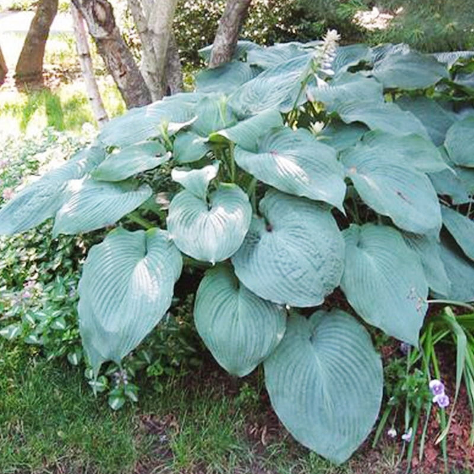 T Rex Hosta Flower Root - Attracts Butterflies and Hummingbirds - Grows ...