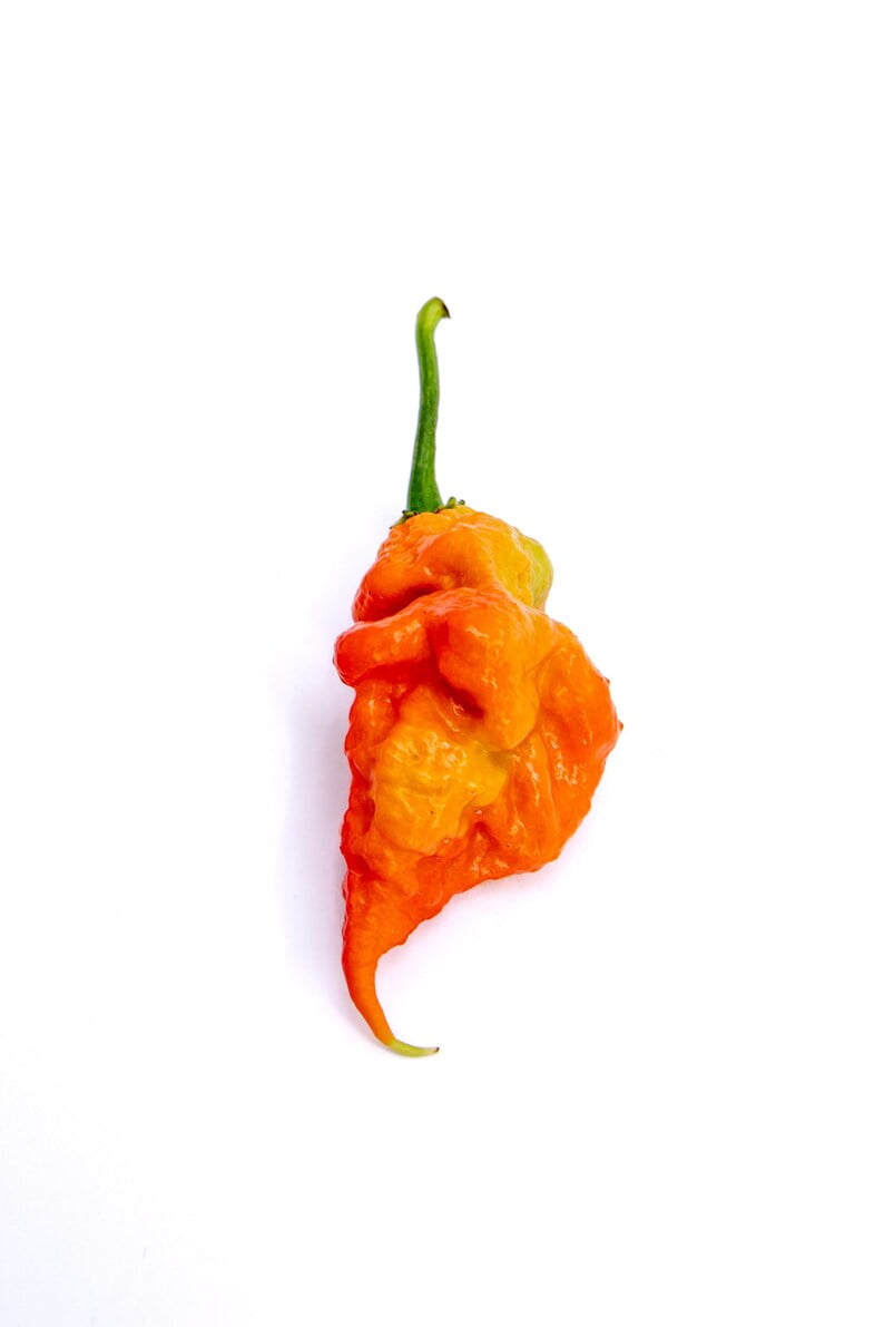T Rex T-Rex Red (Douglah 7 Pot and Bhutlah Hybrid) Ultra Hot Pepper ...