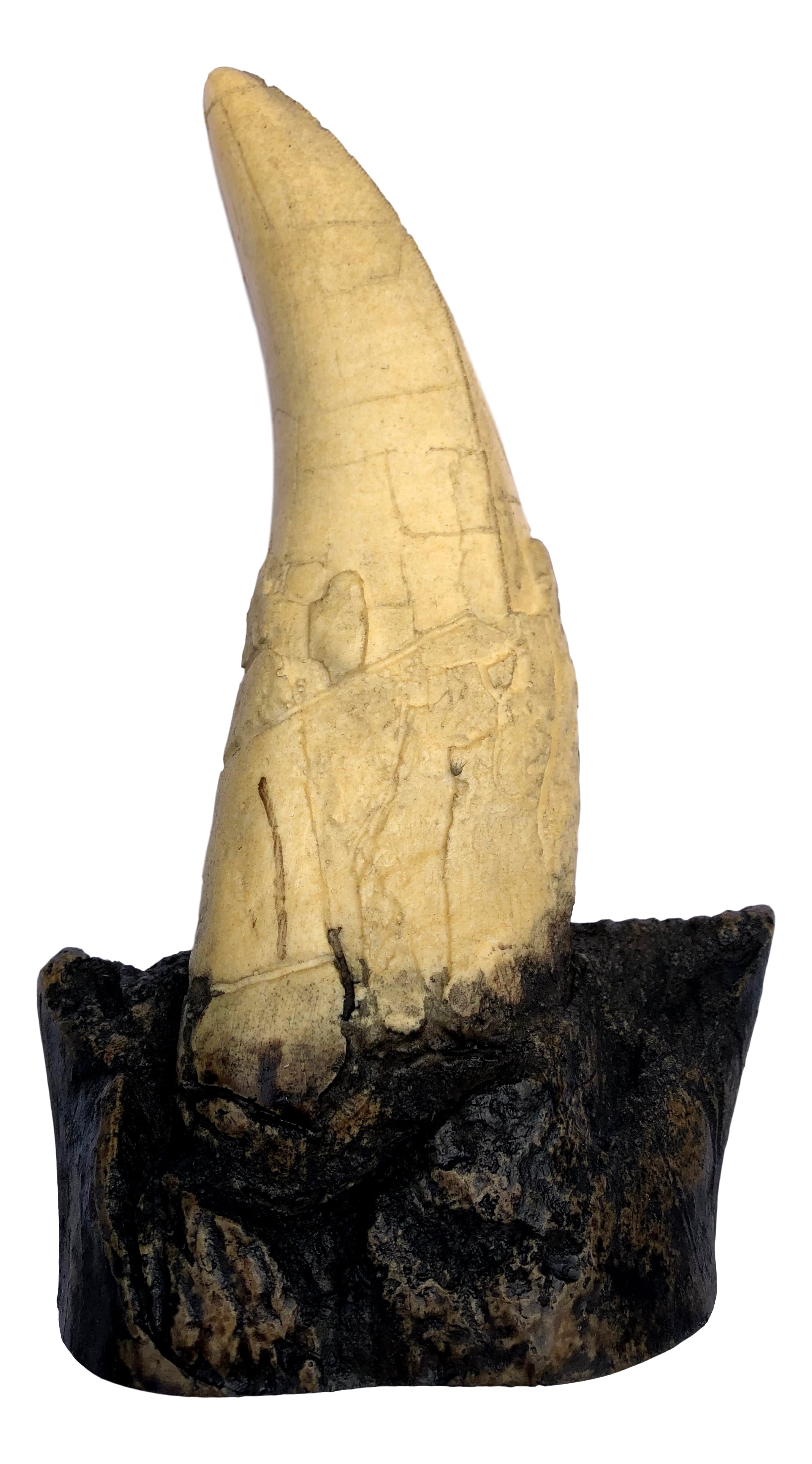 T-Rex Tooth With Root - Dinosaur Fossil Replica - Walmart.com