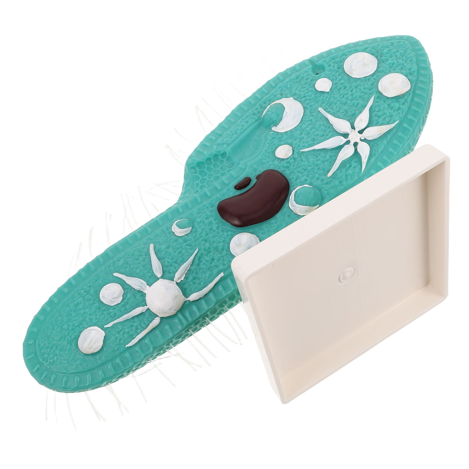 TABLZONE Middle School Science Paramecium Model for Classroom Lab ...