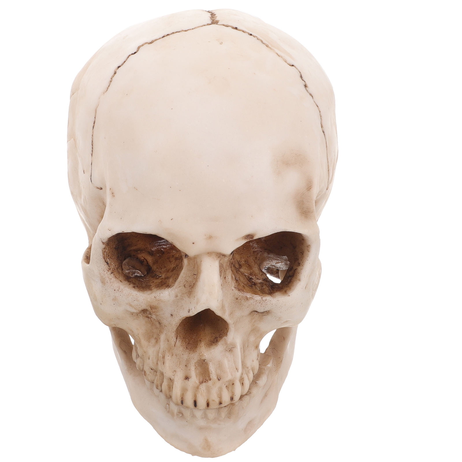 TAILTOSS 1Pcs Human Skull Model for and Chamber Medical Teaching ...