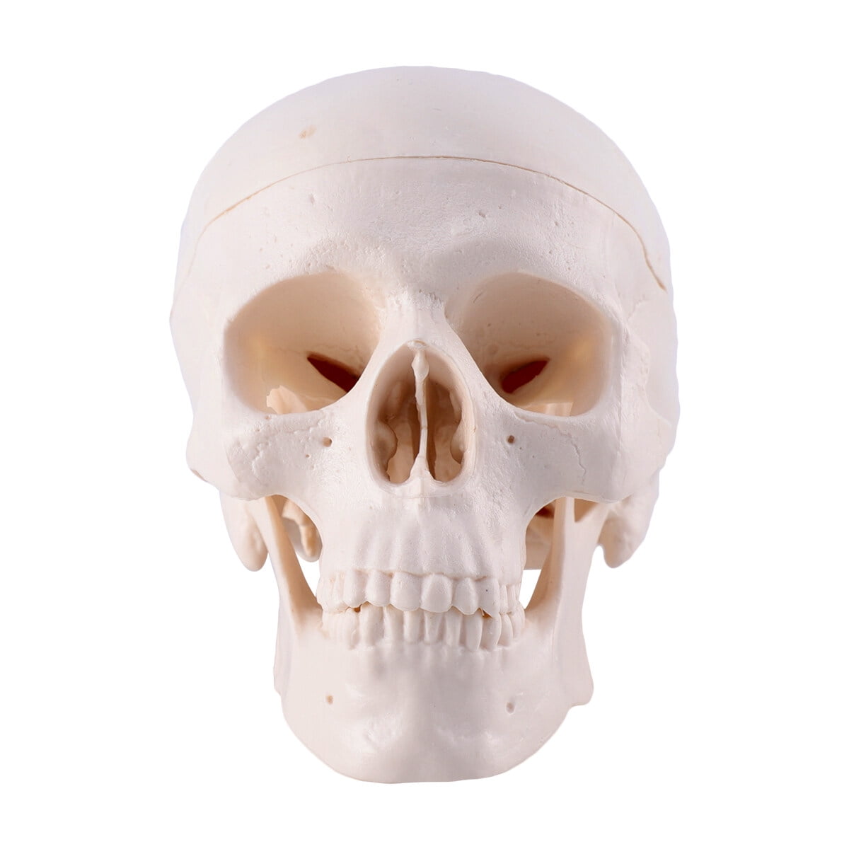 TAILTOSS Indoor Skull White PVC Gothic Style Skull Head 1Pack - Walmart.com