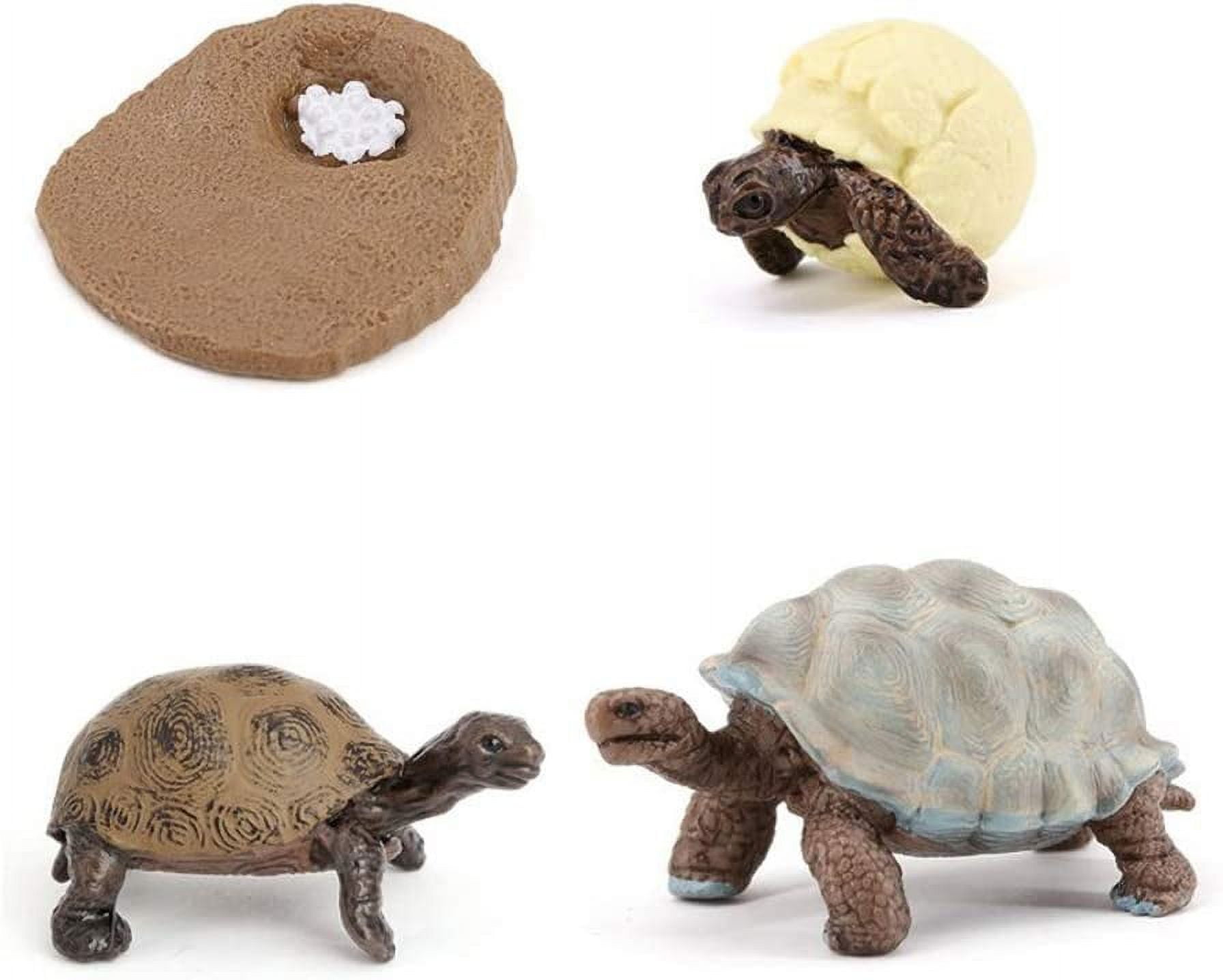 TANG DYNASTY 4PCS Turtle Animal Life Cycle,Insect Growth Cycle Model ...
