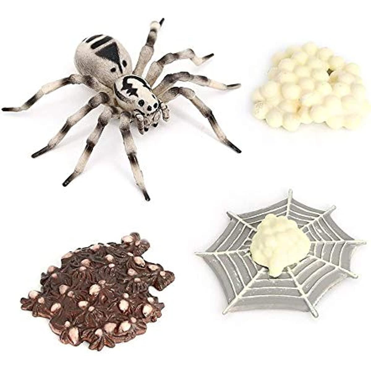 TANG DYNASTY 4PCS Wolf Spider Animal Life Cycle,Insect Growth Cycle ...