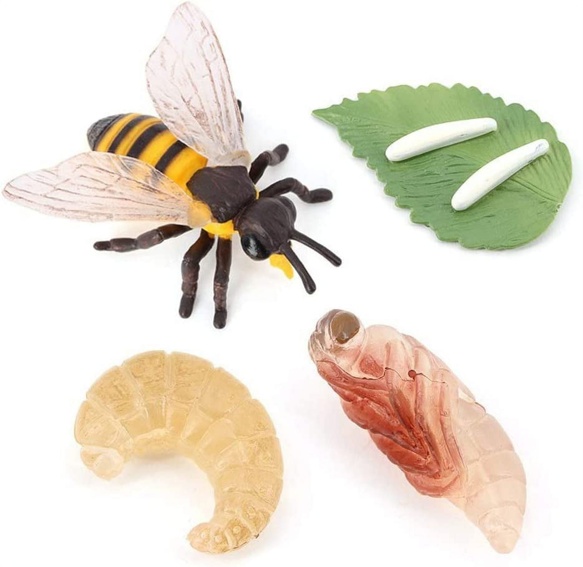 TANG DYNASTY Animal Life Cycle,Insect Growth Cycle Model,Hand Painting ...