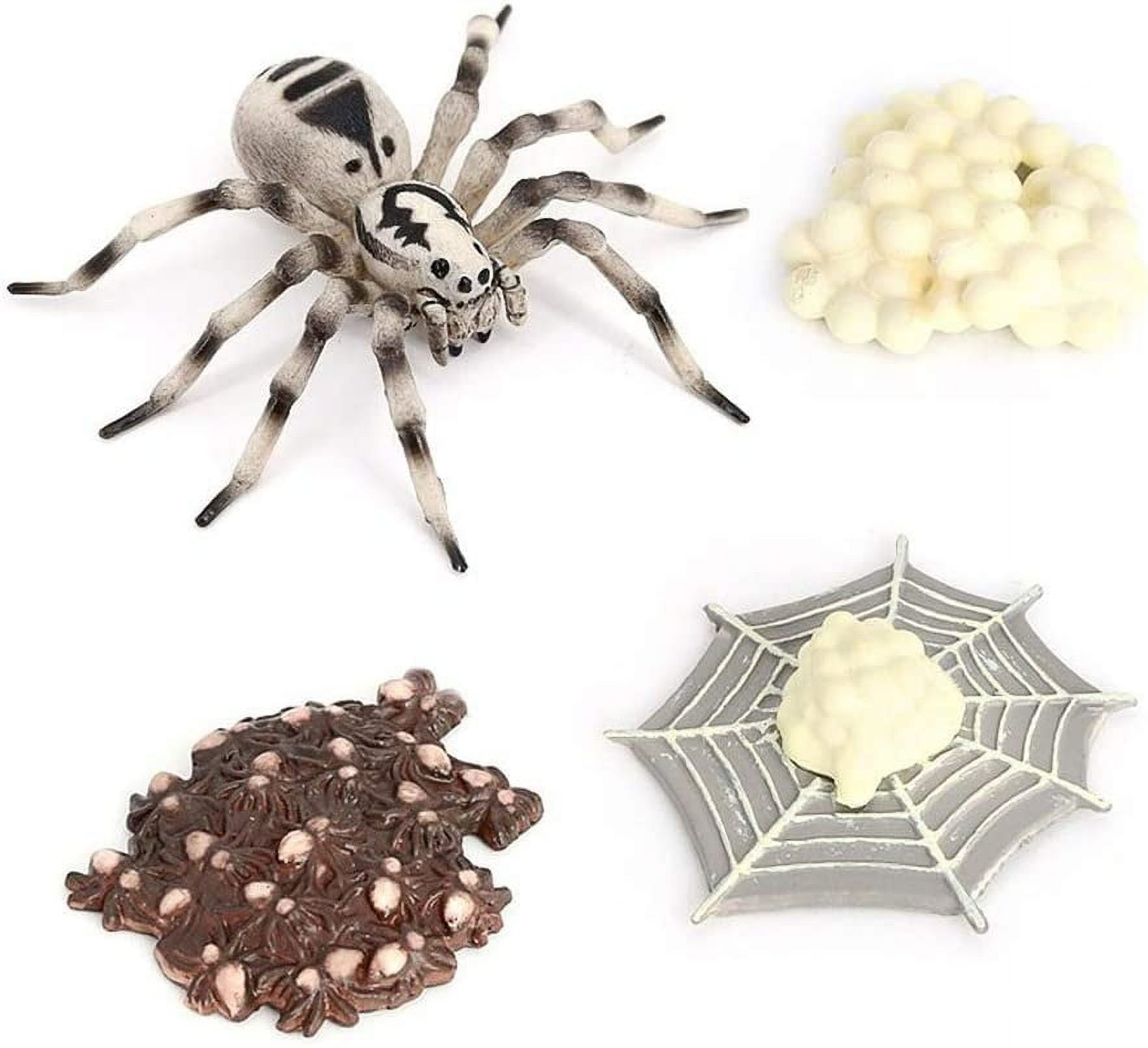 TANG DYNASTY Animal Life Cycle,Insect Growth Cycle Model,Hand Painting ...