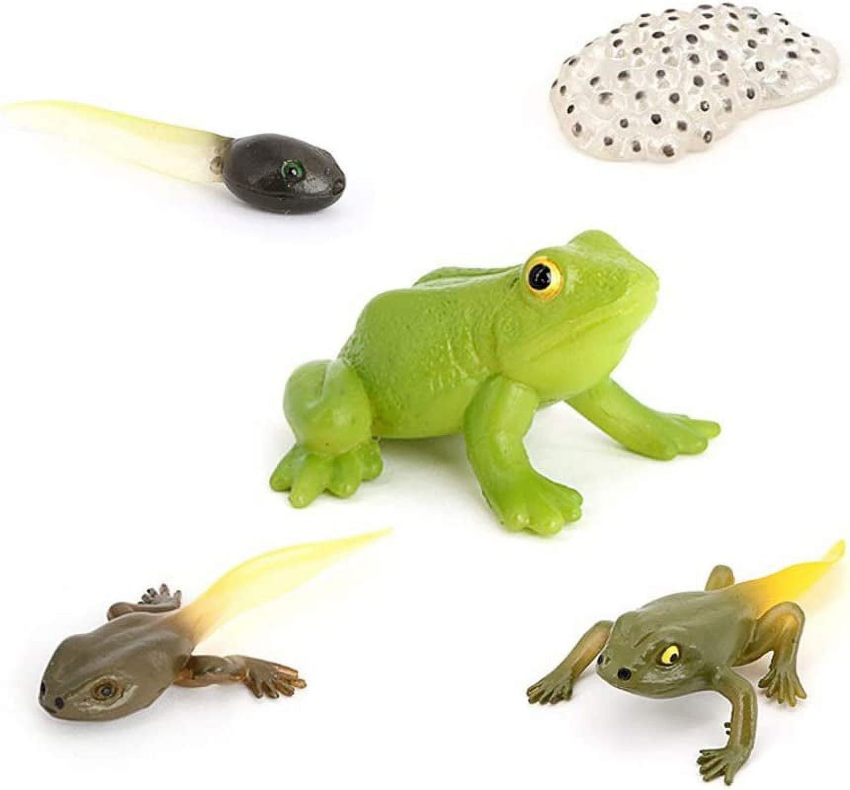 TANG DYNASTY Animal Life Cycle,Insect Growth Cycle Model,Hand Painting ...