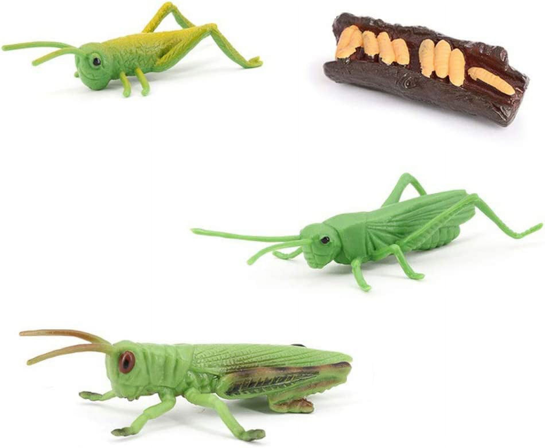 TANG DYNASTY Animal Life Cycle,Insect Growth Cycle Model,Hand Painting ...