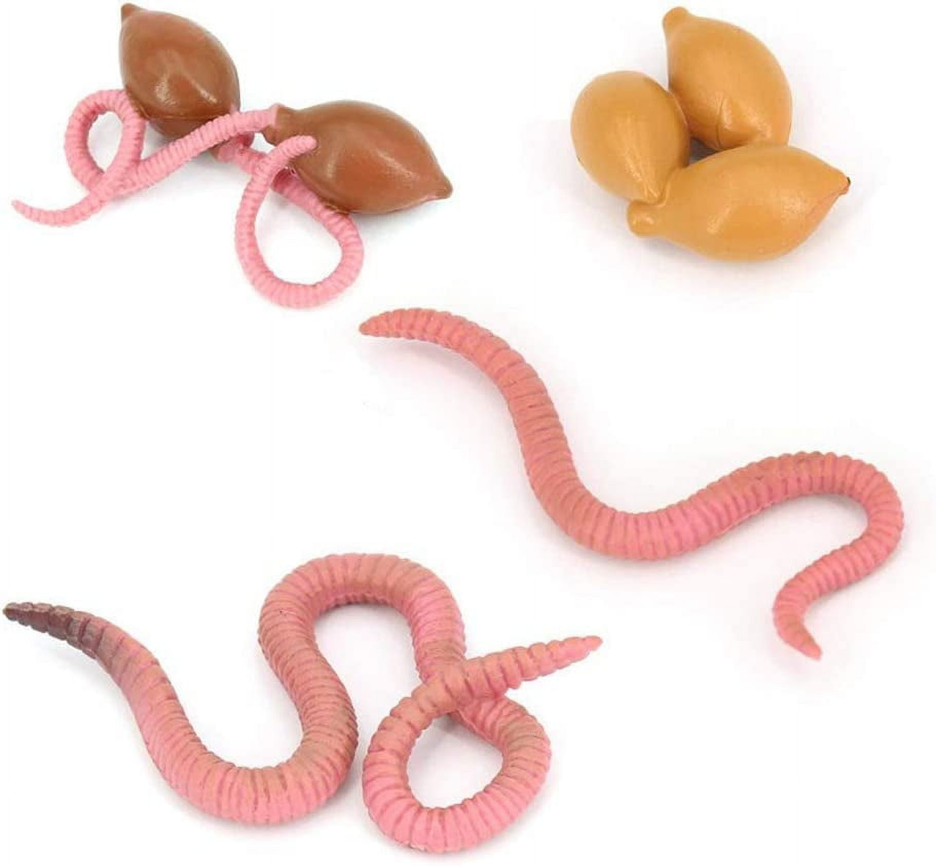 TANG DYNASTY Animal Life Cycle,Insect Growth Cycle Model,Hand Painting ...