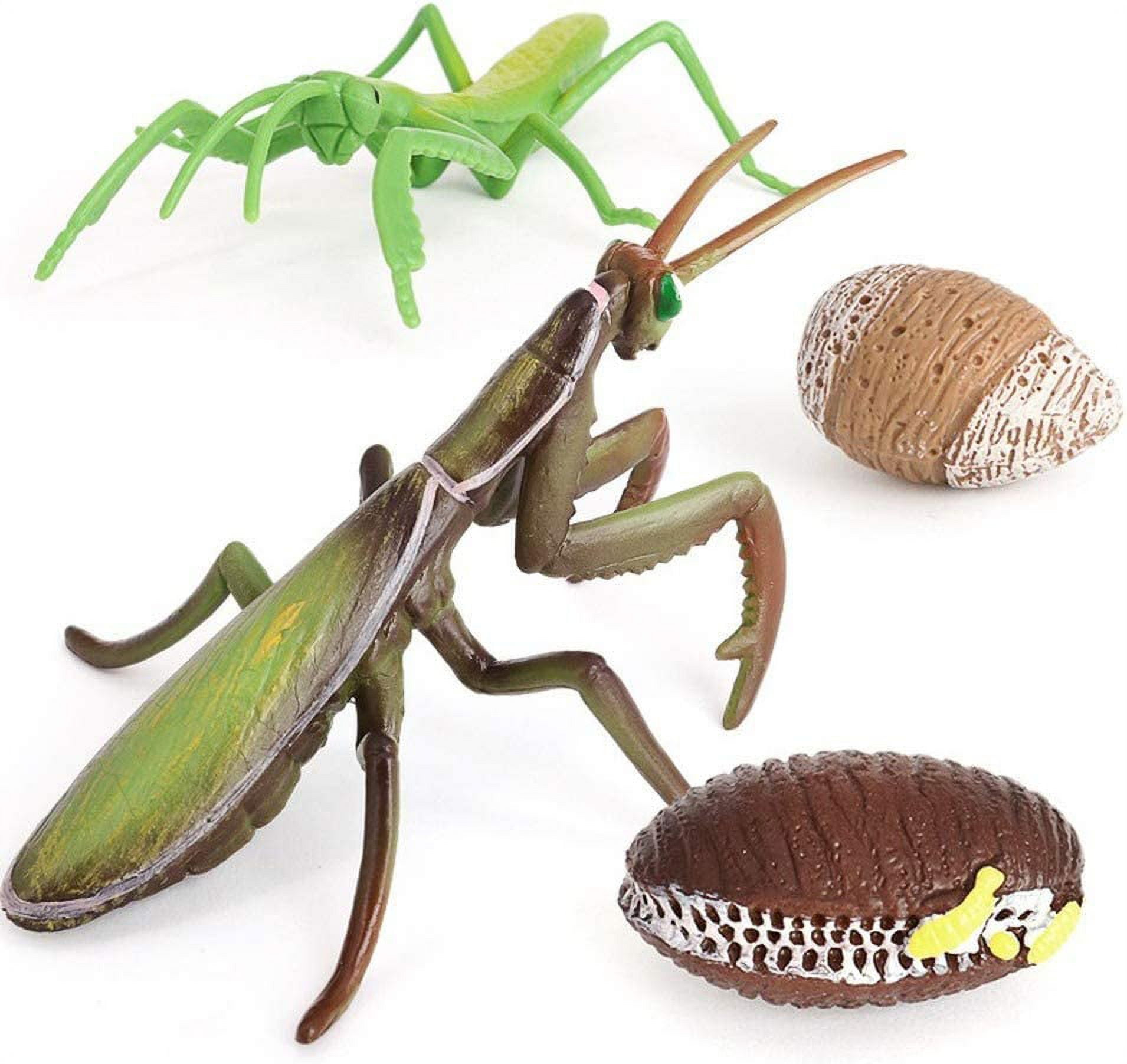 TANG DYNASTY Animal Life Cycle,Insect Growth Cycle Model,Hand Painting ...