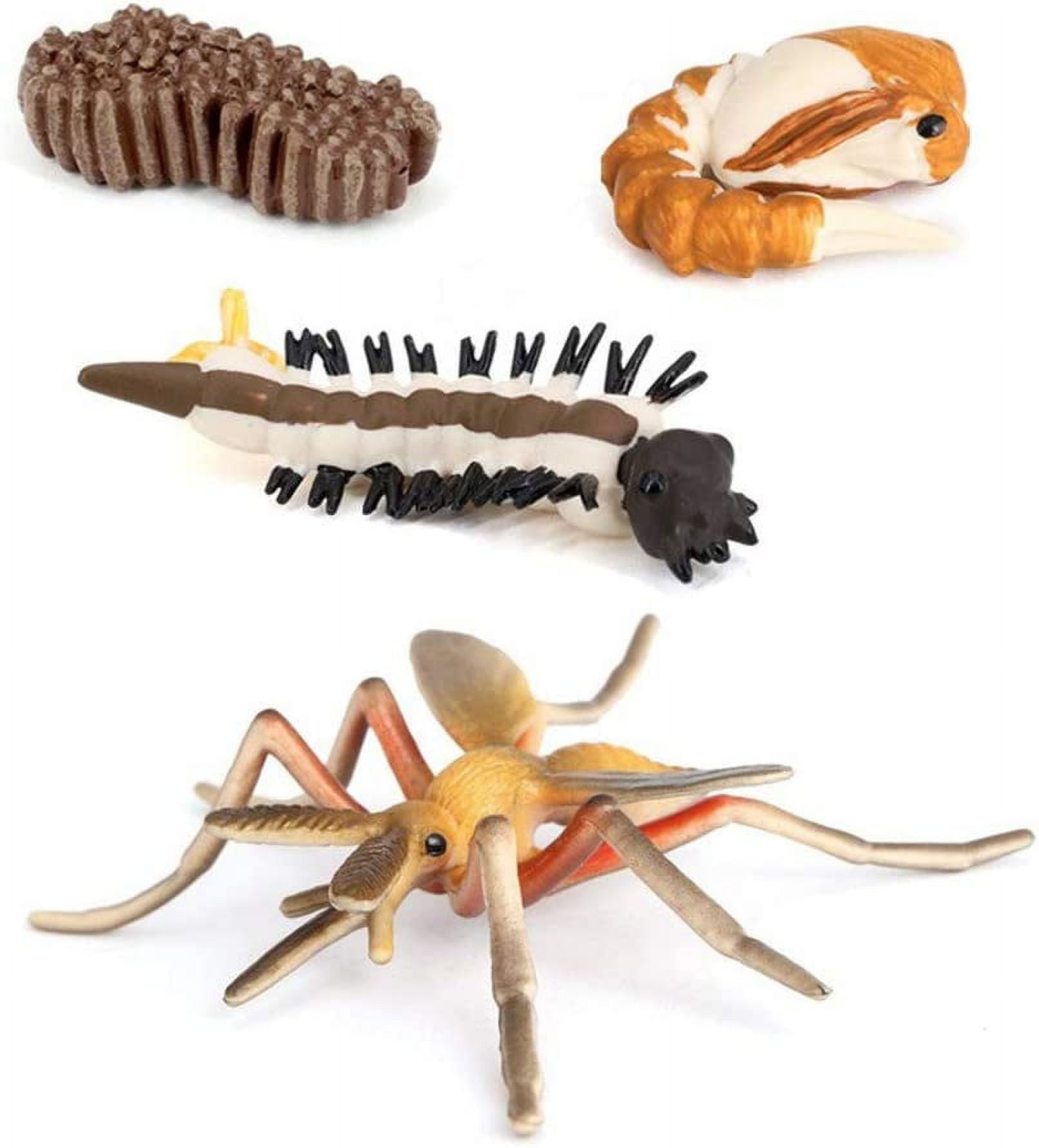 TANG DYNASTY Animal Life Cycle,Insect Growth Cycle Model,Hand Painting ...