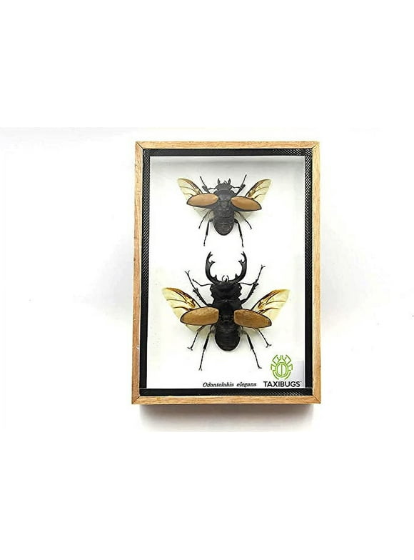 Insect Display Box