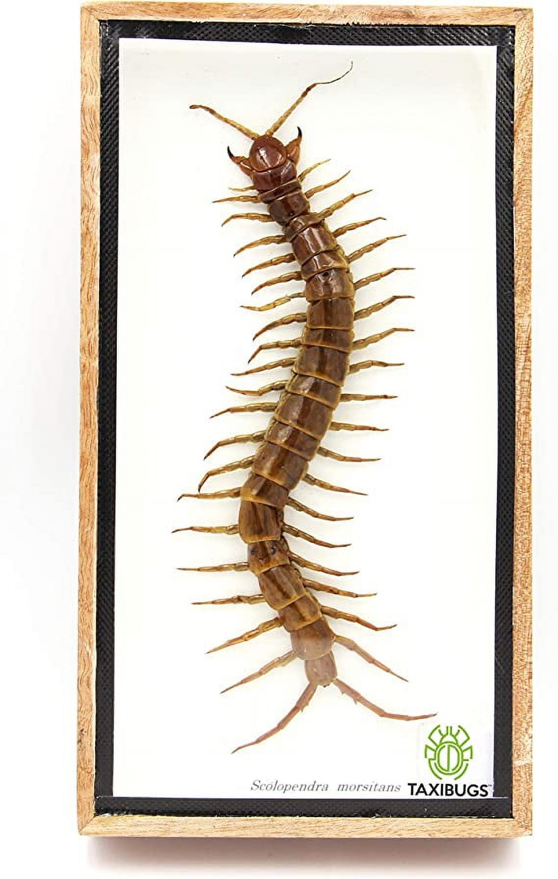 TAXIBUGS Birthday Gift Real Centipede Taxidermy White Wood Decoration ...