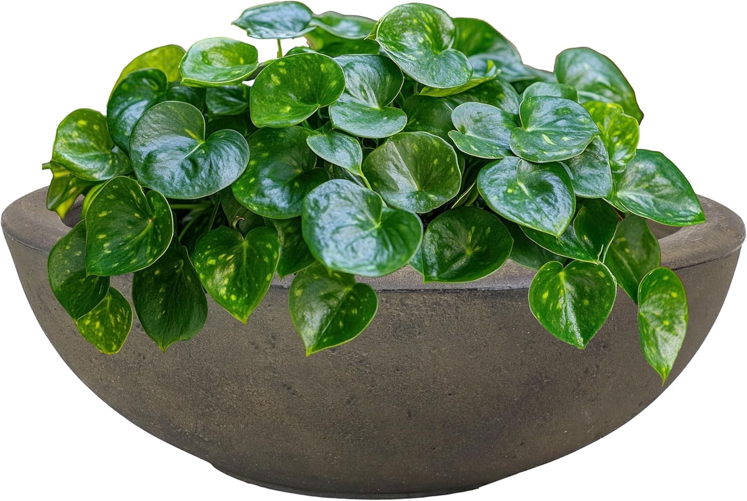 TDUKDB Percival 20.75" Shallow Outdoor Planter Bowl for Flowers and ...