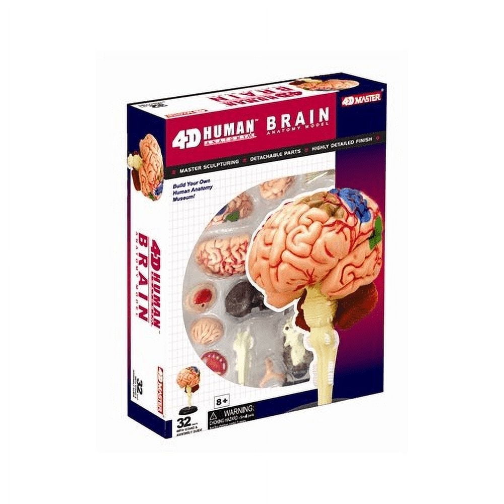 TEDCO 4D Anatomy Brain Model, 17 Detachable Parts, Kids Science Project ...