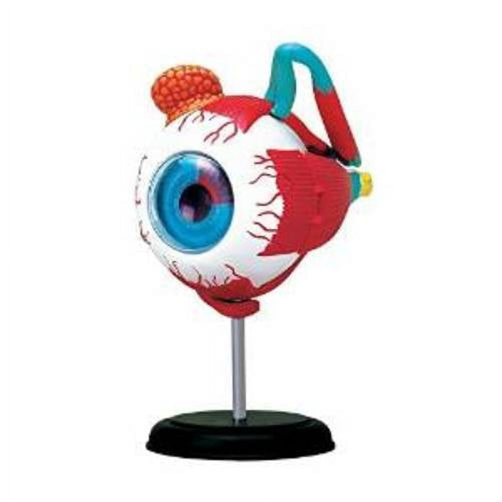 TEDCO Eyeball Anatomy Model, Educational Focus, 4D, Anatomy Models ...