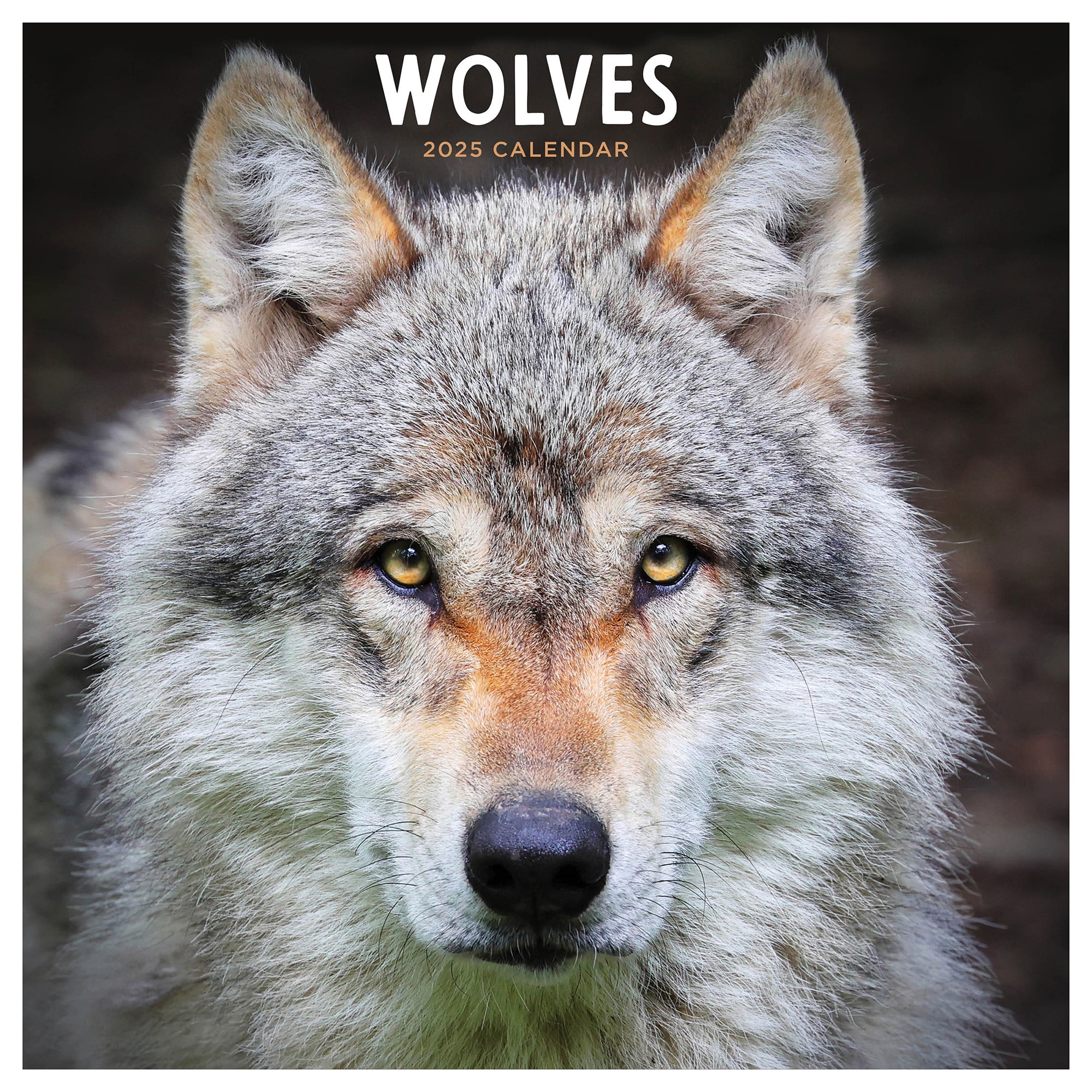 TF Publishing, Wolves 2025 Wall Calendar - Walmart.com