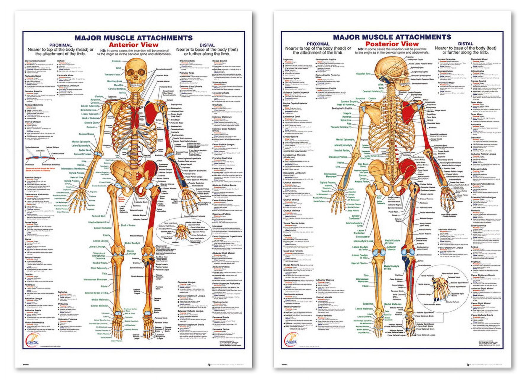 THE HUMAN BODY - MEDICAL POSTER SET (MAJOR MUSCLE ATTACHMENTS - FRONT ...