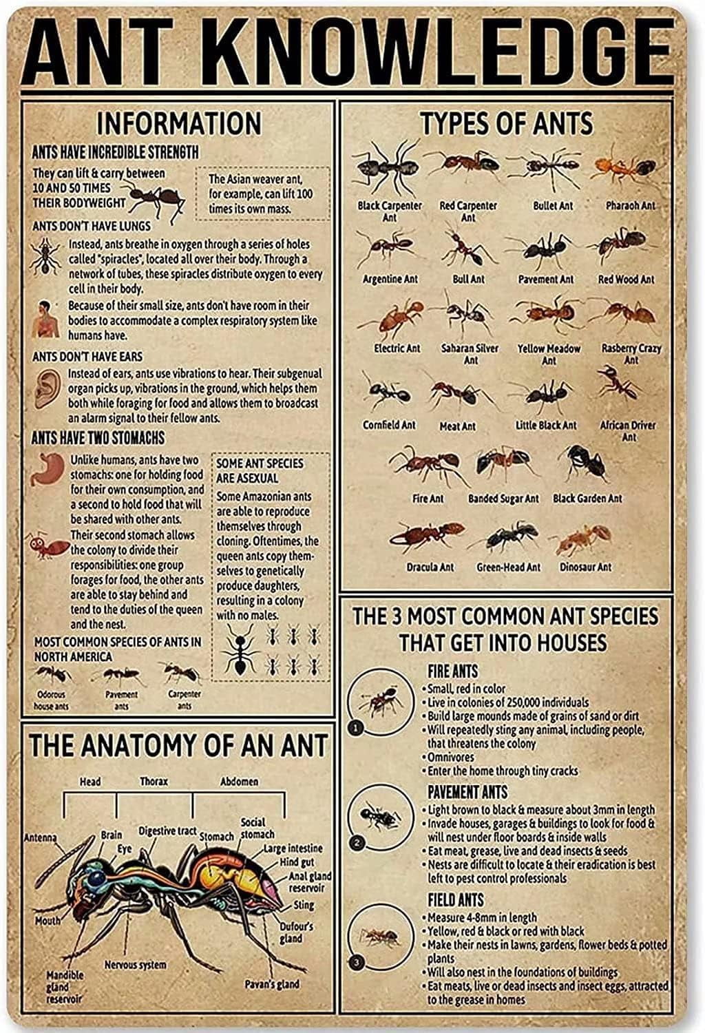 THIYOTA Puzzles 300 PCS Ant Knowledge Poster Types Of Ants Poster ...