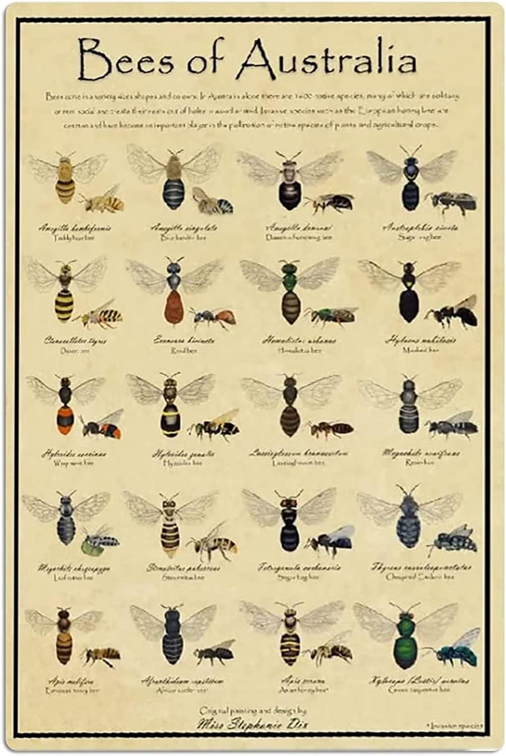 THIYOTA Puzzles 300 PCS Bees Of Australiaart Bee Types Knowledge ...