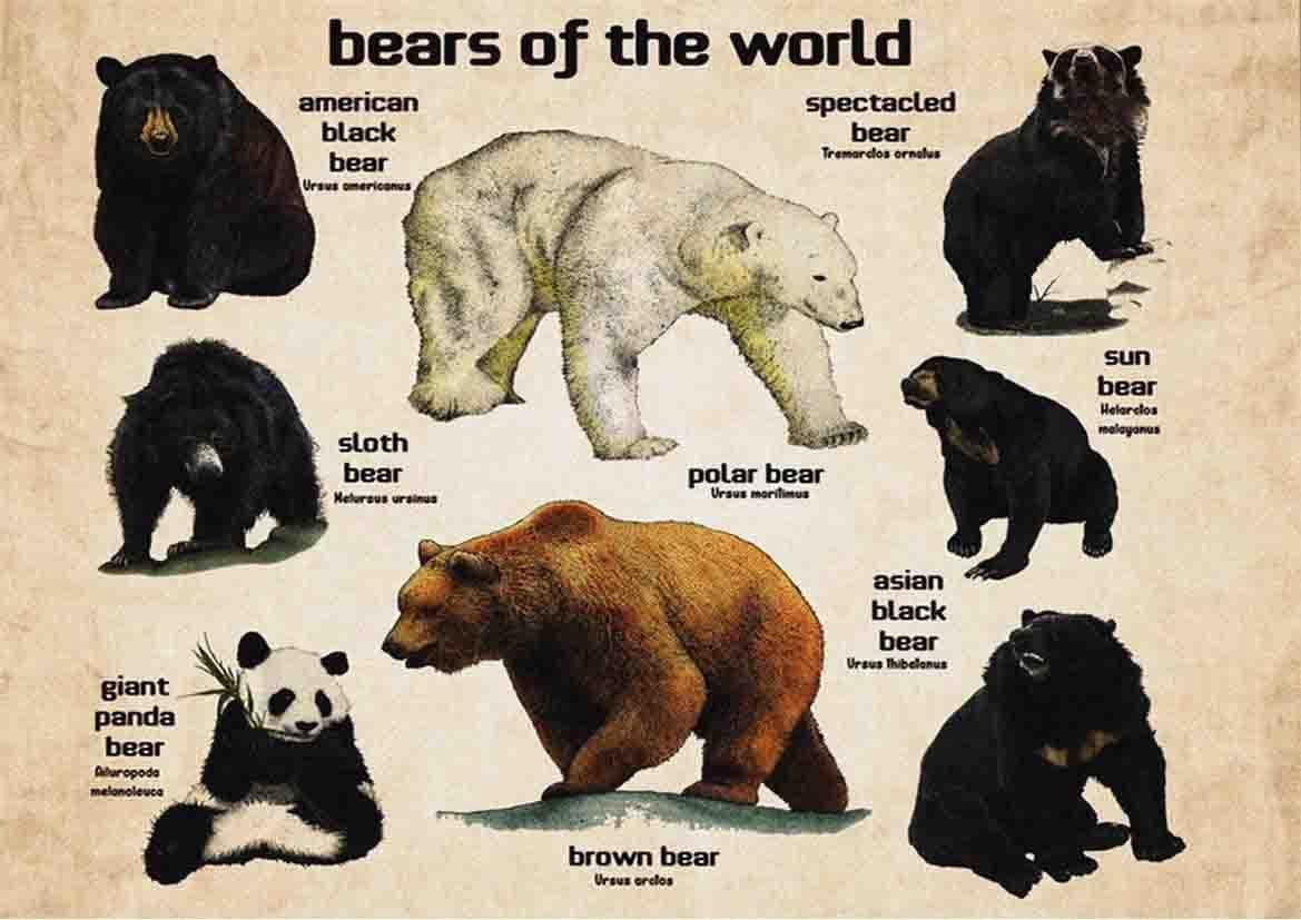 THIYOTA Puzzles 300 PCS Dragonfly Type Knowledge Dragonflies Of North ...