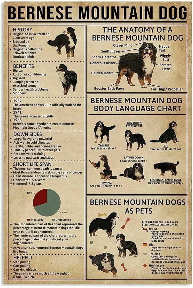 THIYOTA Puzzles 300 PCS Great Pyrenees Knowledge Poster Dogfographic ...