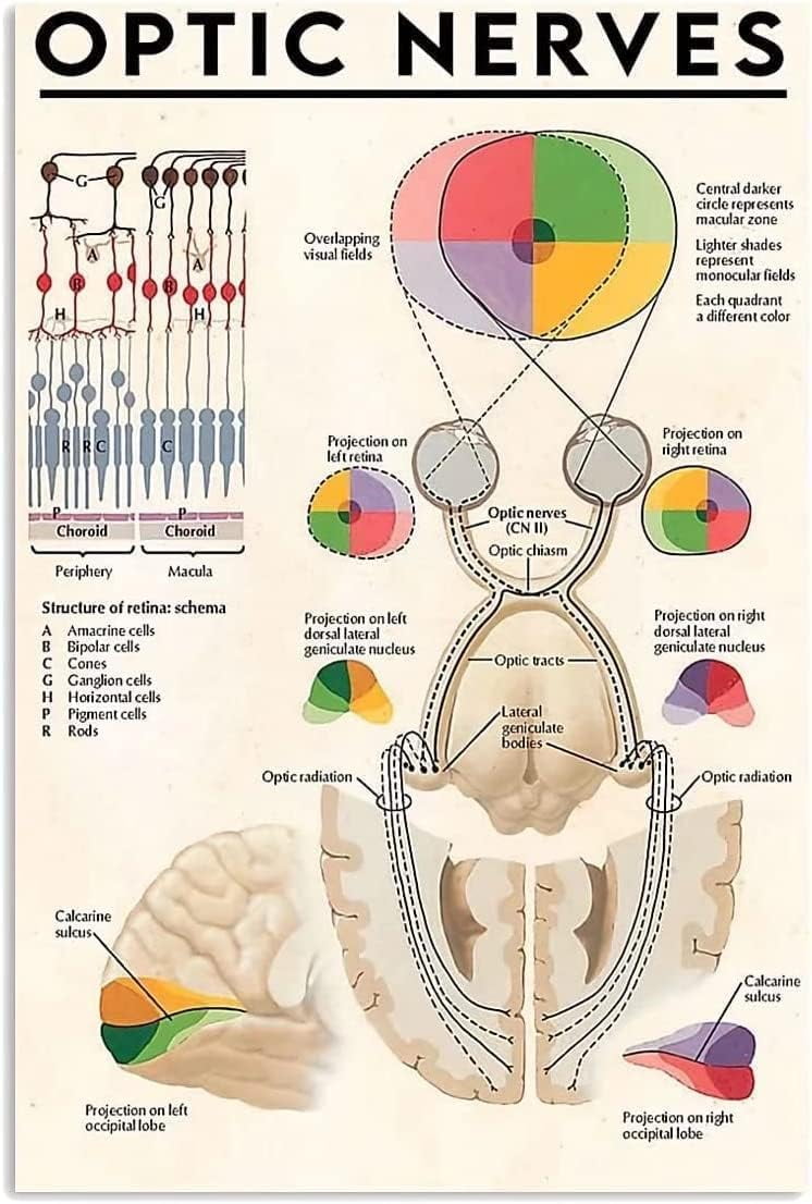 THIYOTA Puzzles 300 PCS Optic Nerves Guide Optometrist Reference ...