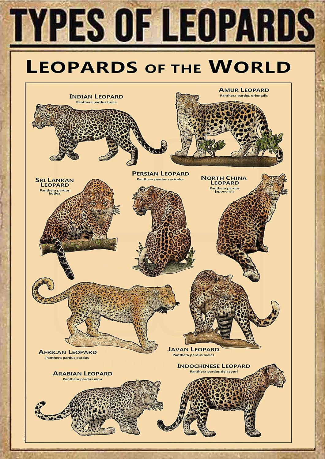 THIYOTA Puzzles 300 PCS Types Of Leopards Poster Leopard Knowledge ...