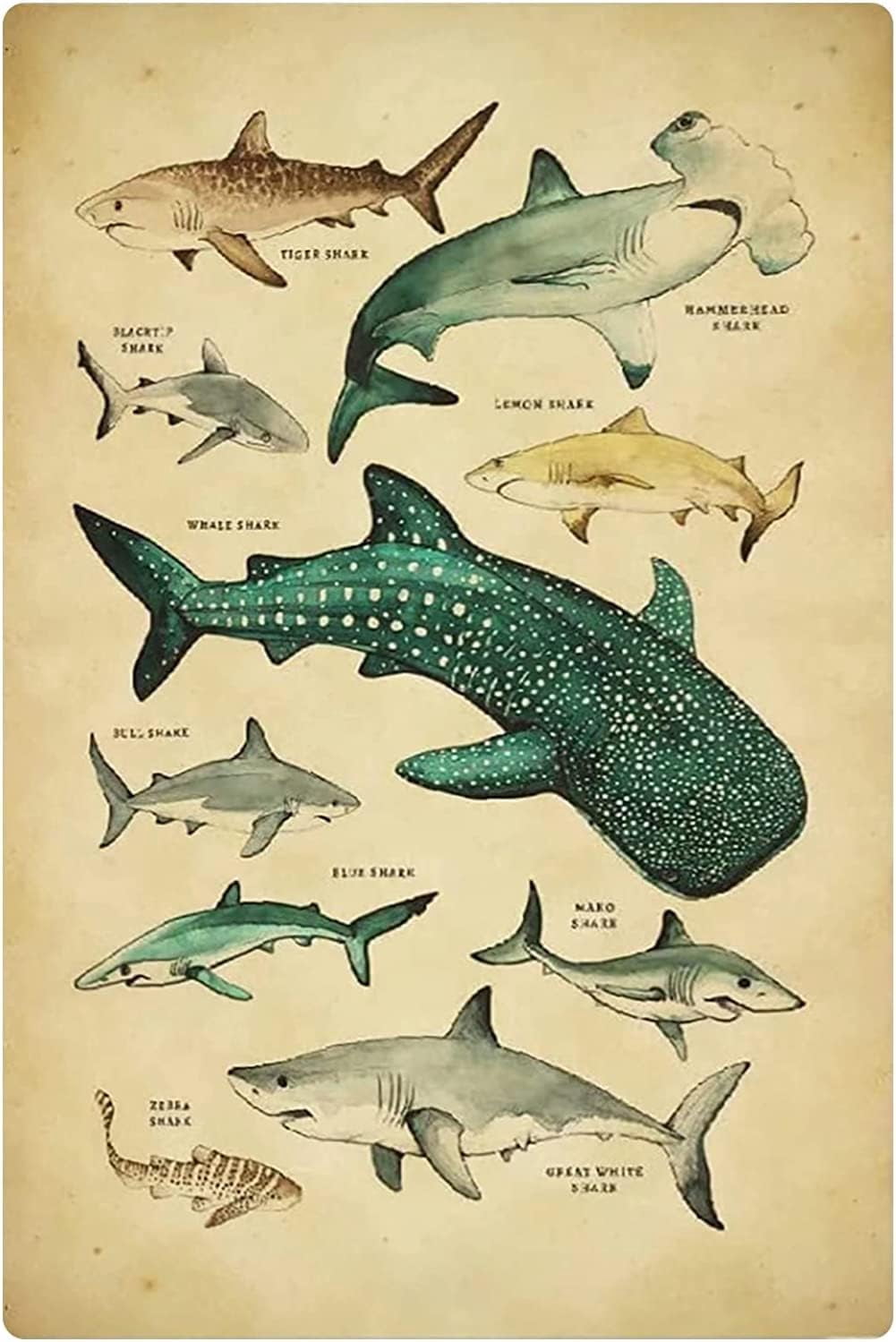 THIYOTA Puzzles 300 PCS Types Of Sharks Shark Breeds Knowledge ...