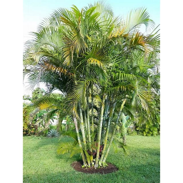 THREE Outdoor Live Plants- Starter Areca Palms - Grows to 20-30 ft in ...