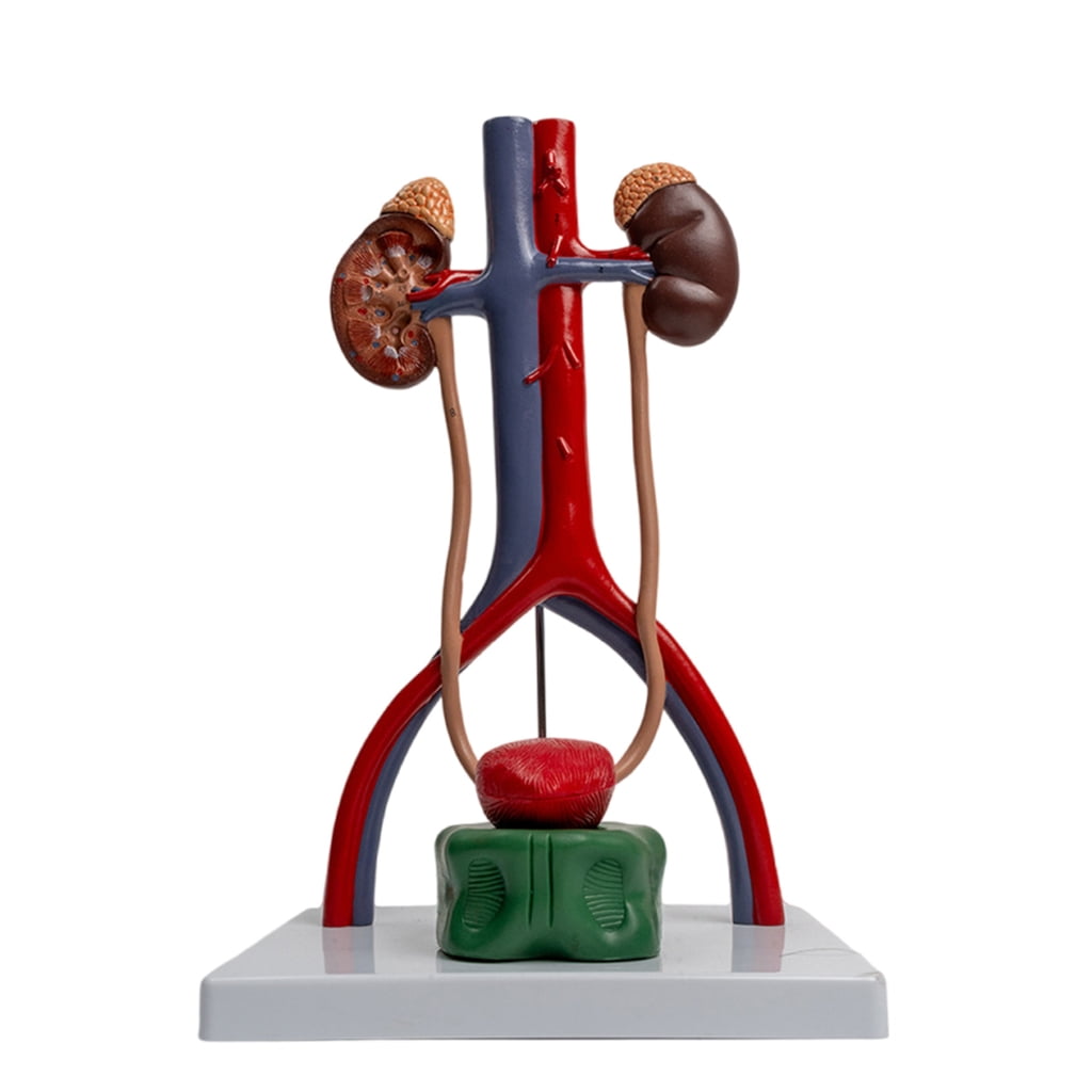 TIERPOP 1: 1 Scale Anatomical Urogenital System Model for Diseases ...