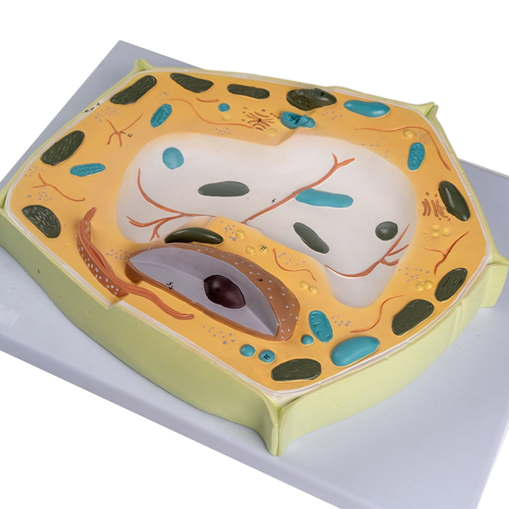 TIERPOP 3D Plant Cell Model Human Body Model for Cell Learning Anatomy ...