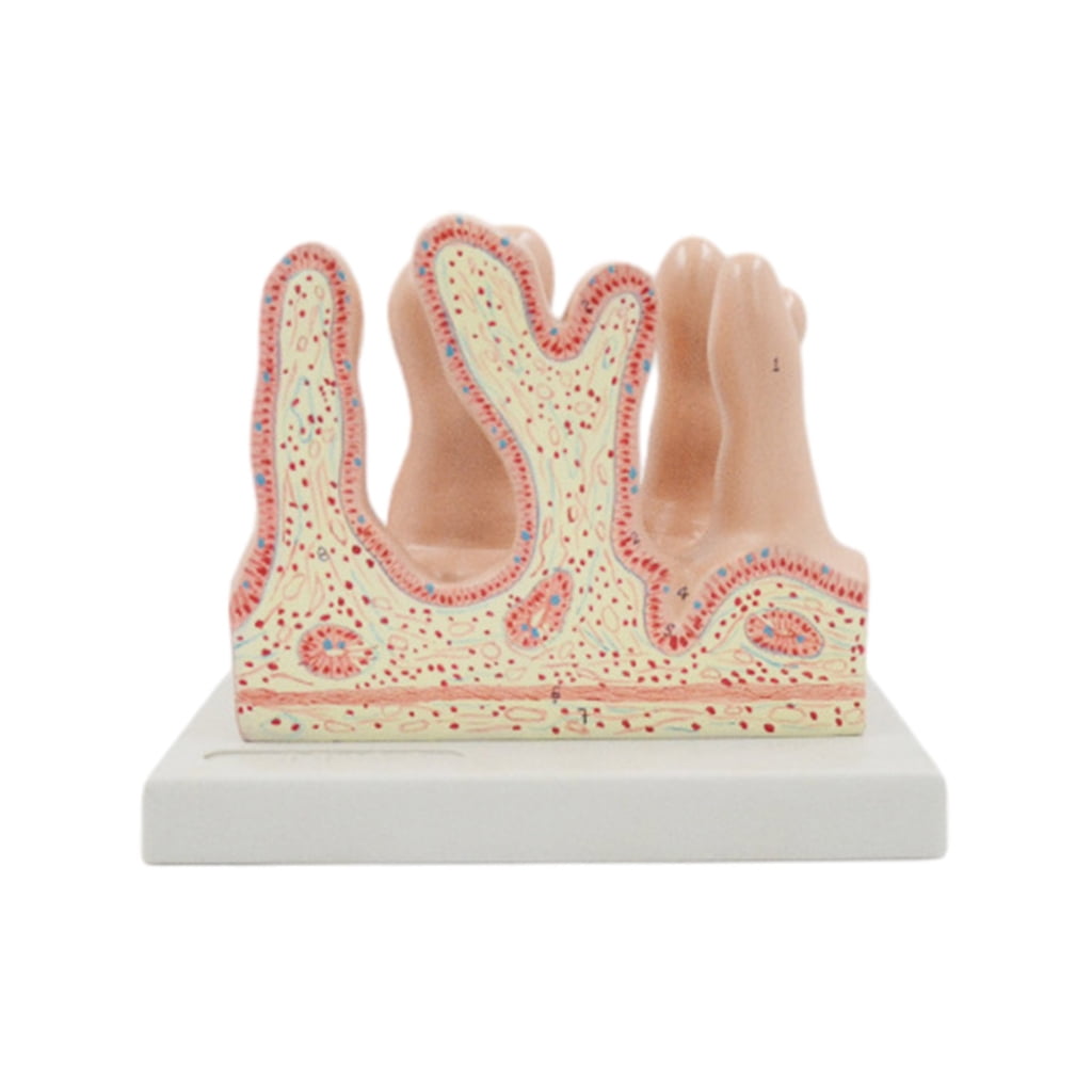 TIERPOP Human Large Intestine Villus Anatomy Model Human Digestive ...