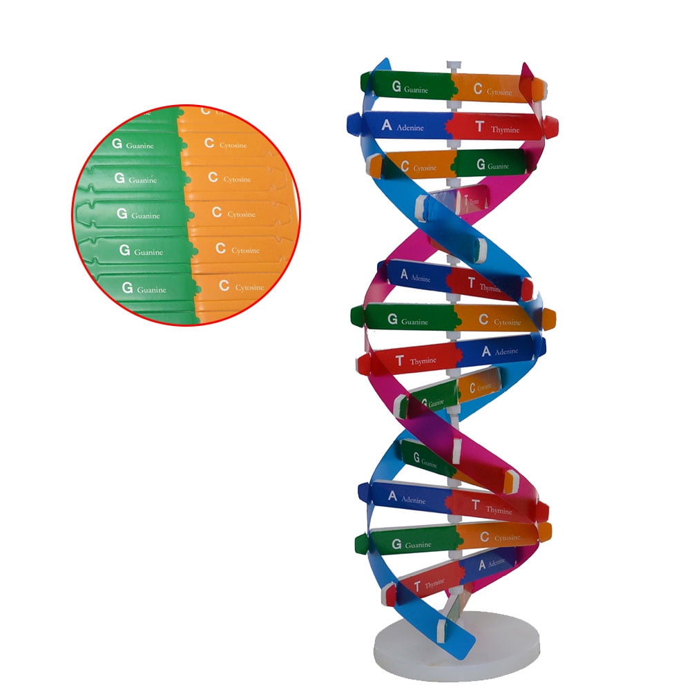 NICEXMAS DIY Dna Double Helix Model Science Tool Durable for Analytical ...