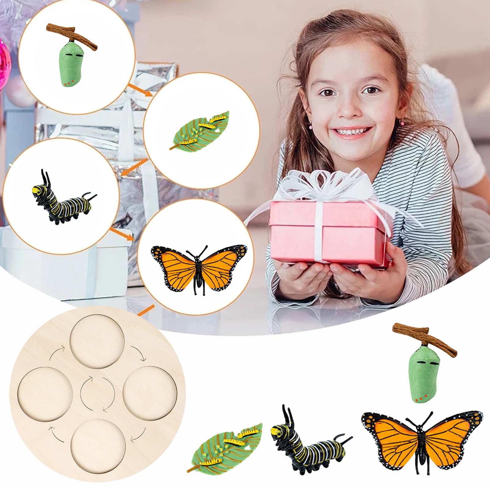 TISUDYE Butterfly Life Cycle Of A Growth Stage Model Educational Plant ...