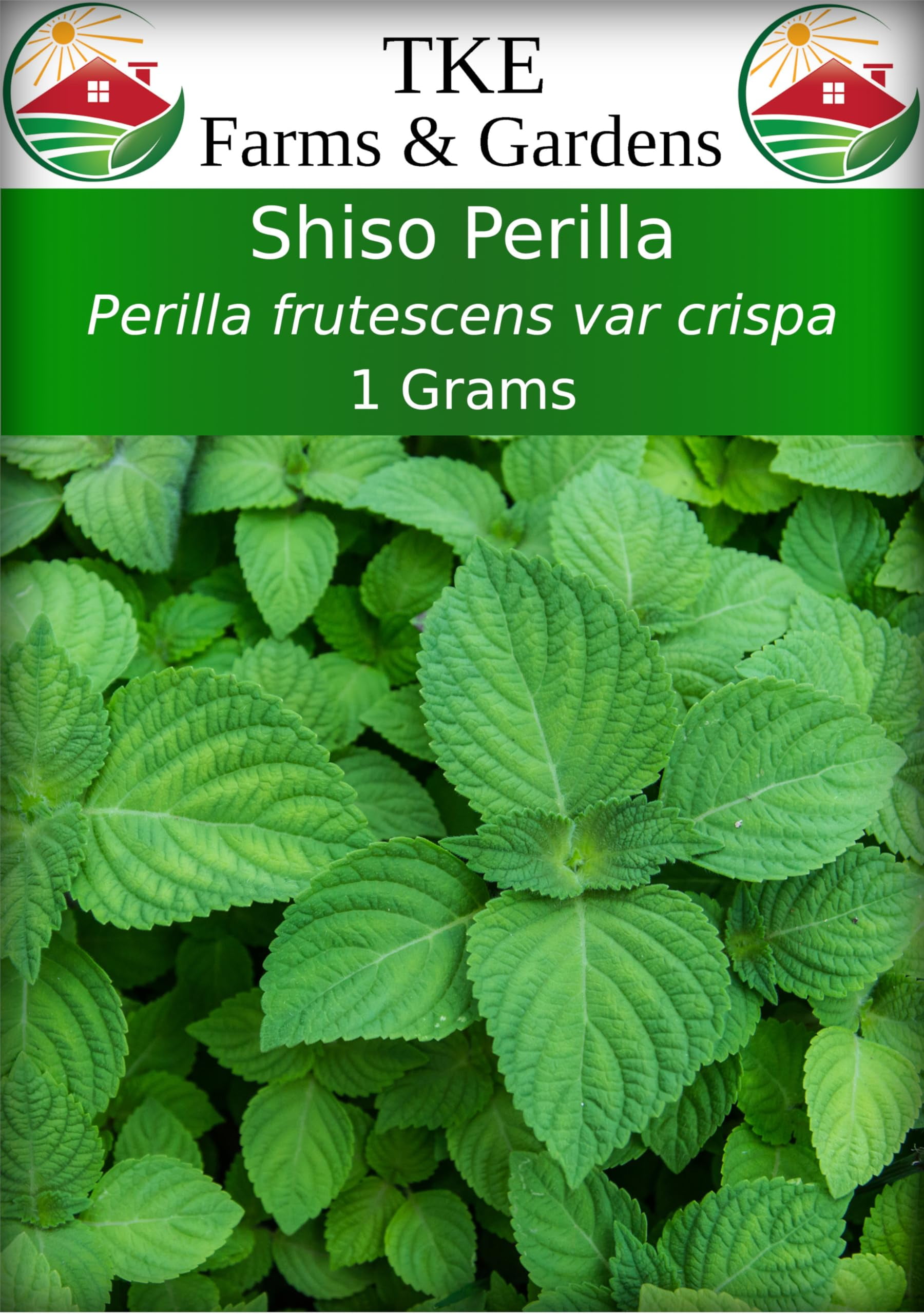 TKE Farms & Gardens - Green Shiso Perilla Seeds for Planting, 200 ...